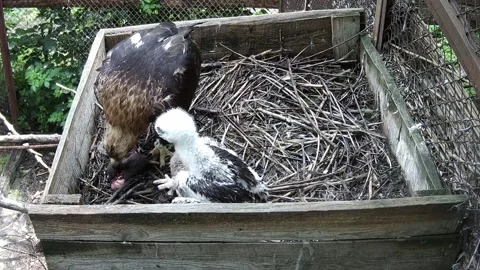 Mom Mom Mouse Stock Videos – Royalty-Free HD & 4K Videos | Pond5