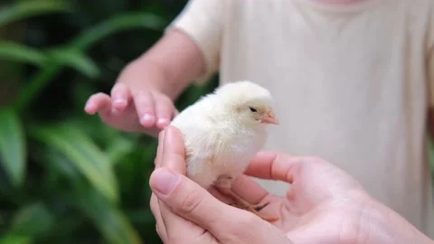 Mom has a small yellow chickabiddy in he... | Stock Video | Pond5