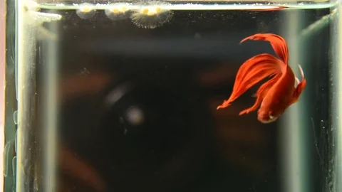 Moment of The red fish fight underwater | Stock Video | Pond5