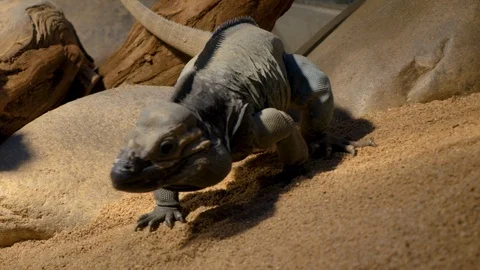 Mona iguana lizard is moving | Stock Video | Pond5