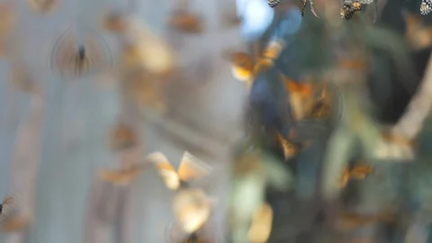 Monarch Migration Stock Video Footage | Royalty Free Monarch Migration ...