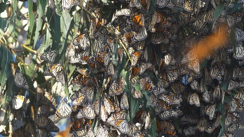 Monarch Migration Stock Video Footage | Royalty Free Monarch Migration ...