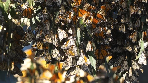 Monarch Migration Stock Videos – Royalty-Free HD & 4K Videos