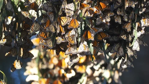 Monarch Migration Stock Video Footage | Royalty Free Monarch Migration ...
