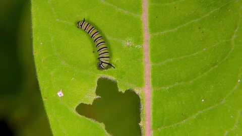 Monarch Caterpillar Stock Video Footage | Royalty Free Monarch ...