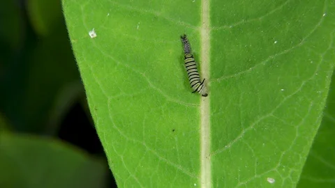 Monarch Caterpillar Stock Video Footage | Royalty Free Monarch ...