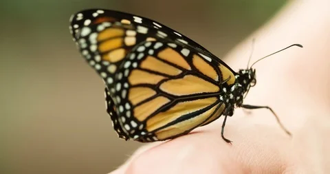 Monarch butterfly flaps its wings on han... | Stock Video | Pond5