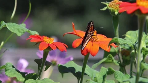 Monarch butterfly flying around Orange Z... | Stock Video | Pond5