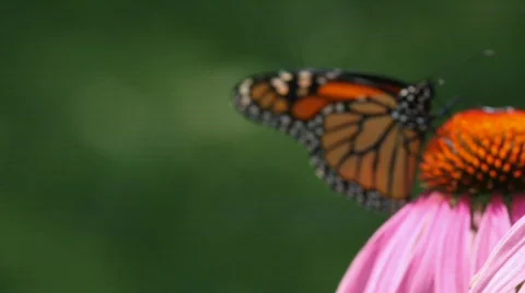 Butterfly Stock Videos – Royalty-Free HD & 4K Videos