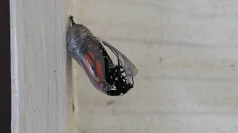 Monarch Butterfly hatching from a cocoon... | Stock Video | Pond5