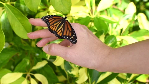 Monarch Butterfly on the human hand. | Stock Video | Pond5