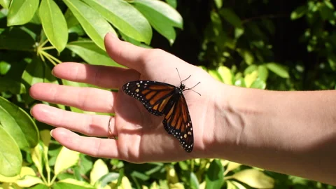 Monarch Butterfly on the human hand. Rai... | Stock Video | Pond5
