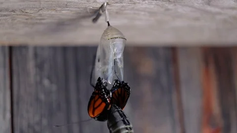 Monarch butterfly opening its wings and ... | Stock Video | Pond5