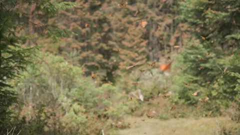 A monarch butterfly swarm. Thousands of ... | Stock Video | Pond5
