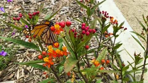 A monarch butterfly with tattered wings ... | Stock Video | Pond5