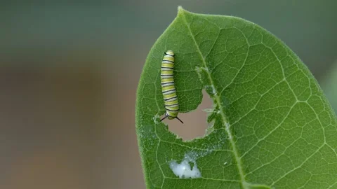 Monarch caterpillar, 2nd instar feeding ... | Stock Video | Pond5