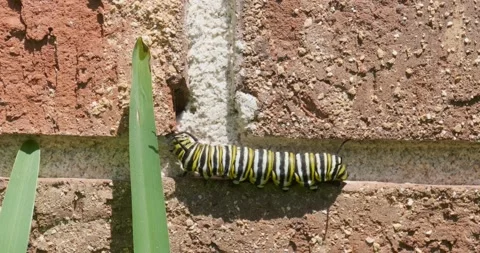 Monarch Caterpillar Crawling on Brick Wa... | Stock Video | Pond5
