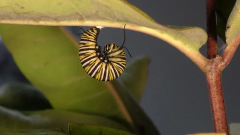 Monarch caterpillar in the J position, E... | Stock Video | Pond5
