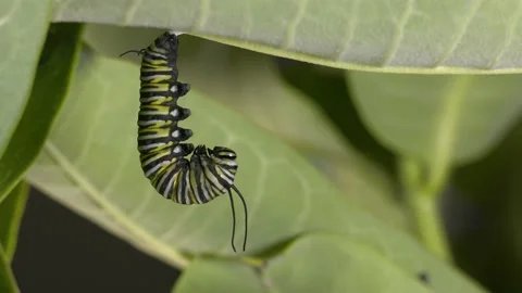 Monarch caterpillar in J position, step ... | Stock Video | Pond5