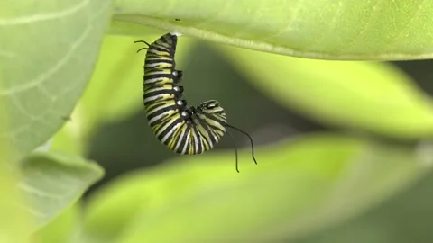 Monarch caterpillar in J position, step ... | Stock Video | Pond5
