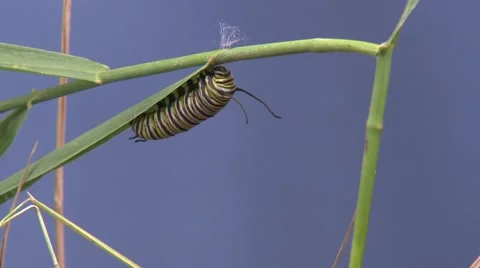 Monarch Caterpillar Larvae Worm Black Hi... | Stock Video | Pond5