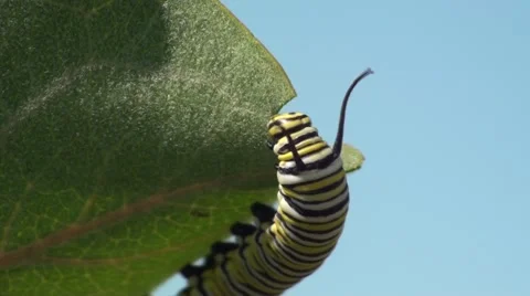 Monarch Caterpillar Larvae Worm Eating M... | Stock Video | Pond5