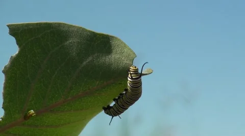 Monarch Caterpillar Larvae Worm Eating o... | Stock Video | Pond5