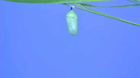 Monarch Chrysalis Metamorphosis Cocoon T... | Stock Video | Pond5