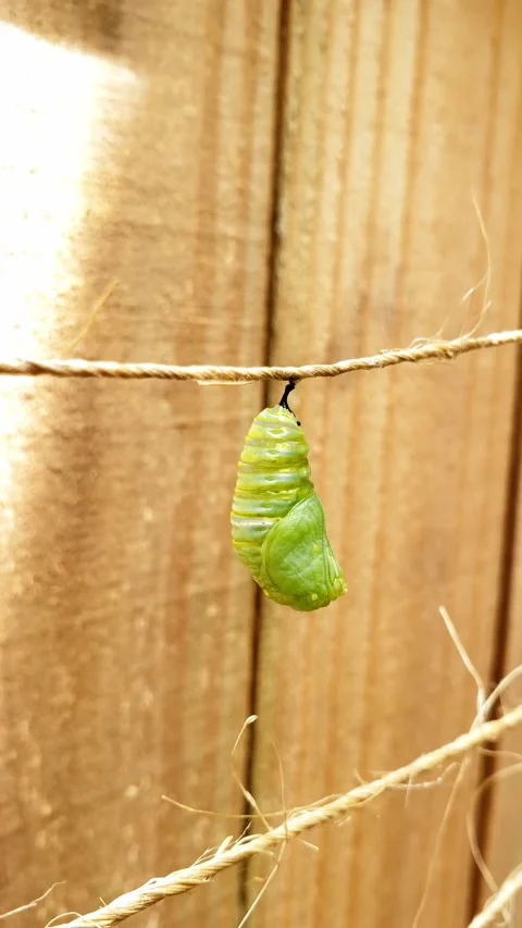 Chrysalis Stock Video Footage | Royalty Free Chrysalis Videos | Page 7