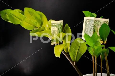 Photograph: Money tree with dollars on a dark background. #127232952