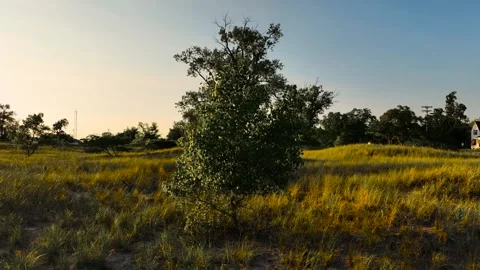 Money tree in sun light, camera rotation... | Stock Video | Pond5