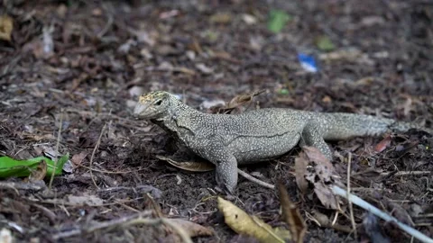 Monitor lizard on dry leaves. Singapore ... | Stock Video | Pond5