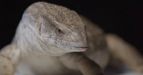 Monitor lizard is looking into the camer... | Stock Video | Pond5
