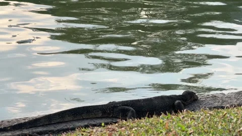 Monitor lizard reptile resting in Lumpin... | Stock Video | Pond5