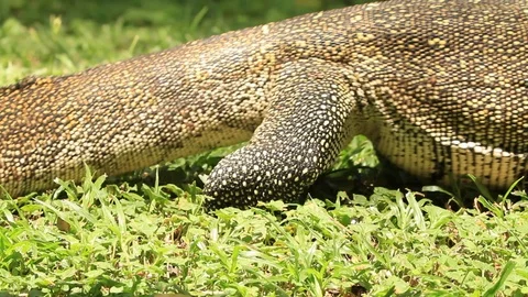 Water Monitor Video Stock Videos – Royalty-Free HD & 4K Videos | Page 4