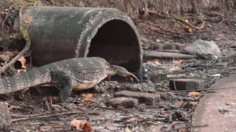 Monitor lizard walking to a sewer pipe i... | Stock Video | Pond5