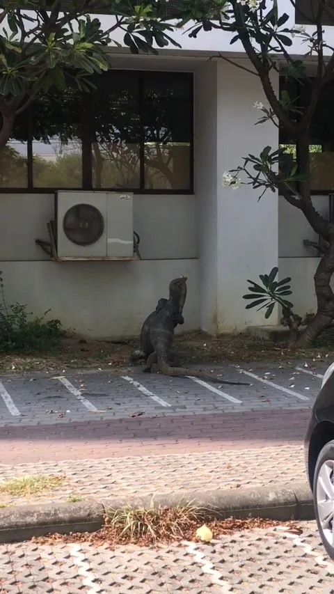 Monitor Lizards Hug it Out, Nakornpathom... | Stock Video | Pond5