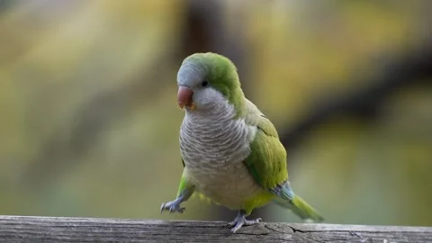 Monk Parakeets Walking on Railing Lookin... | Stock Video | Pond5