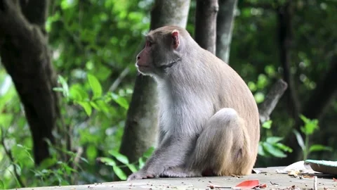 Monkey ape relax sitting nature wildlife... | Stock Video | Pond5