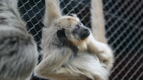 Monkey Scratching Butt Stock Videos – Royalty-Free HD & 4K Videos