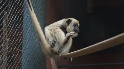 Monkey Butts Stock Footage ~ Royalty Free Stock Videos | Pond5