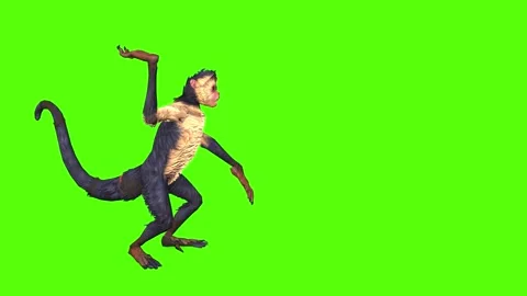 Monkey Attack Green Screen Animation and... | Stock Video | Pond5