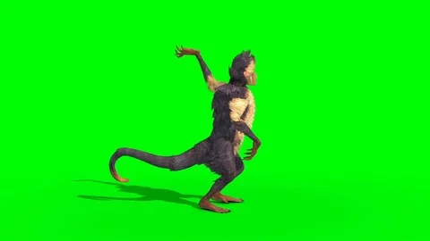 Monkey Green Screen Vídeo Stock ~ Videos Stock Royalty Free | Pond5