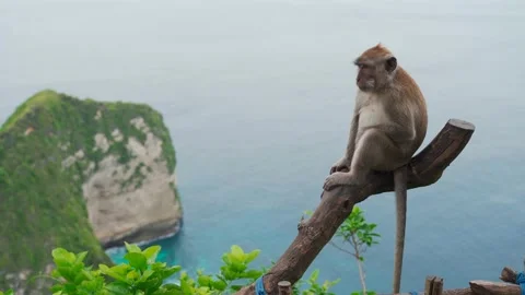 Monkey on the background of Nusa Penida,... | Stock Video | Pond5