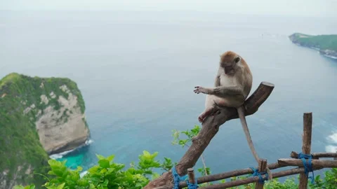 Monkey on the background of Nusa Penida,... | Stock Video | Pond5