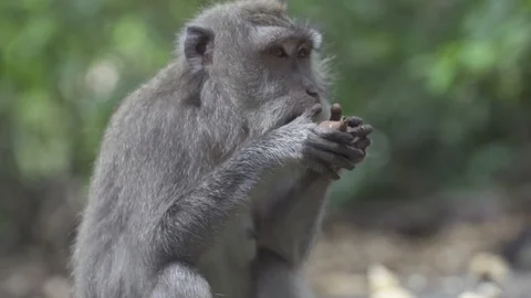 Monkey Biting Stock Videos – Royalty-Free HD & 4K Videos