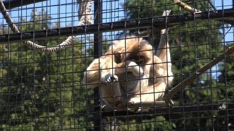 Monkey in a cage looking out 4K | Stock Video | Pond5