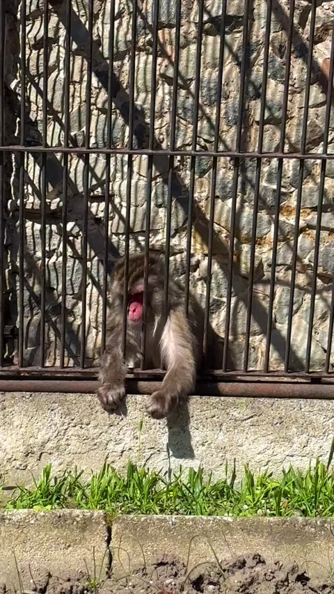 Monkey in captivity at cage zoo enclosur... | Stock Video | Pond5