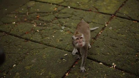 Girl Stalking Stock Video Footage | Royalty Free Girl Stalking Videos ...