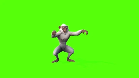 Monkey Green Screen Stock Footage ~ Royalty Free Stock Videos | Pond5